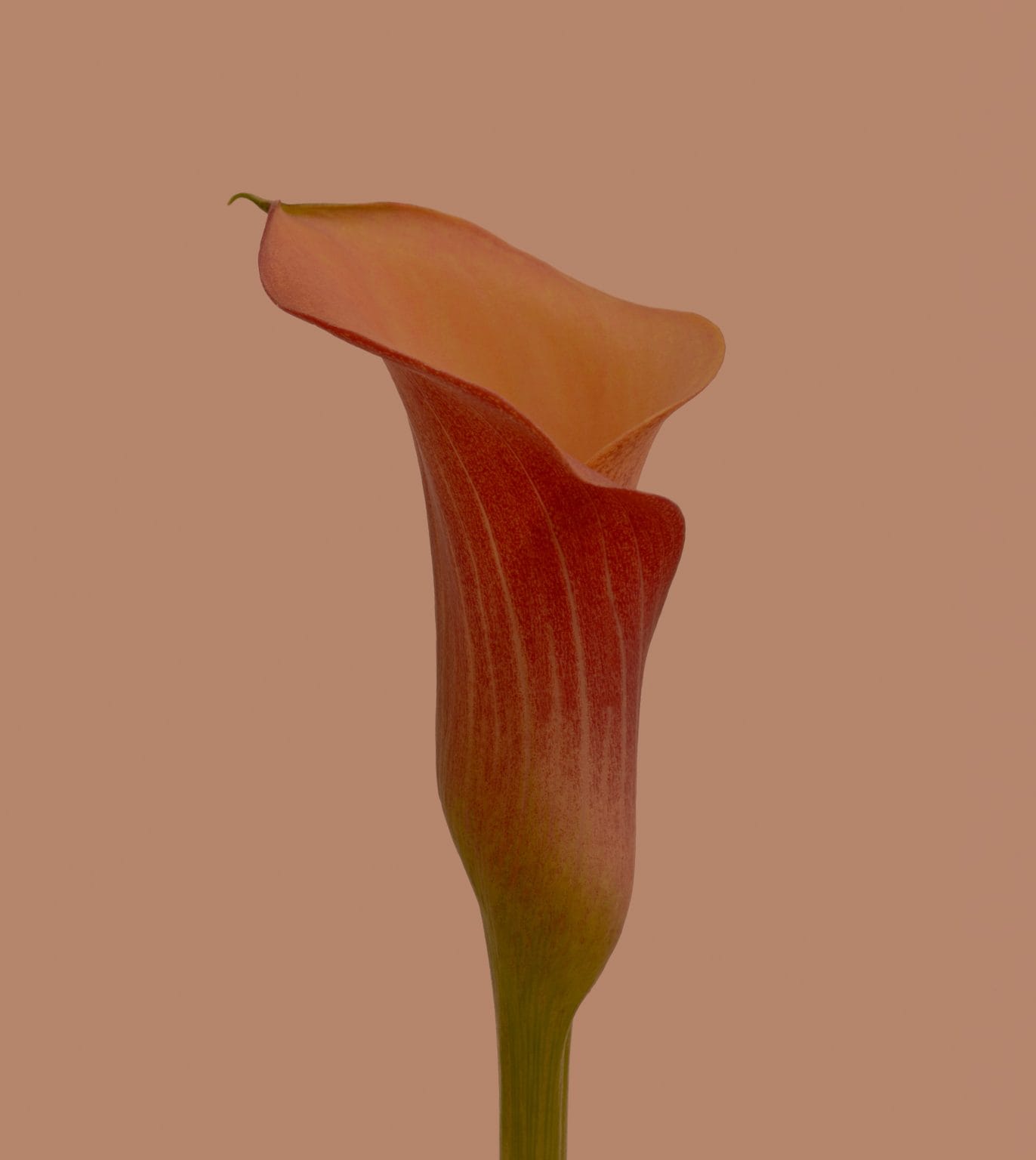 The Concept of Wind Illness and How to Avoid It According to ...